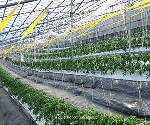 Sensor-based irrigation systems benefit greenhouse operators ...
