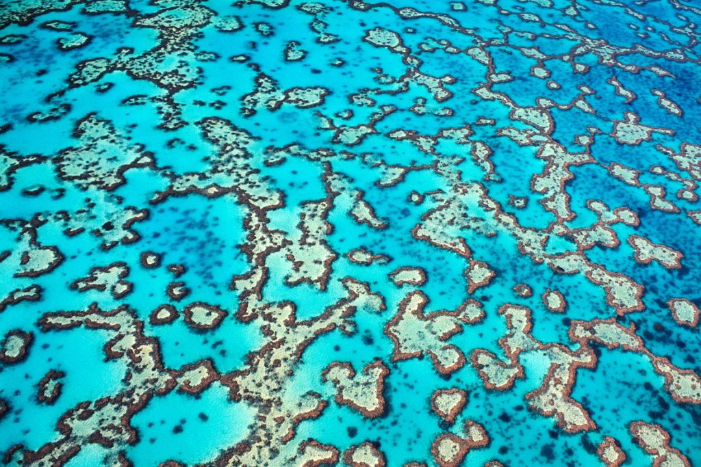 Know how Allen Coral Atlas can help protect coral reefs