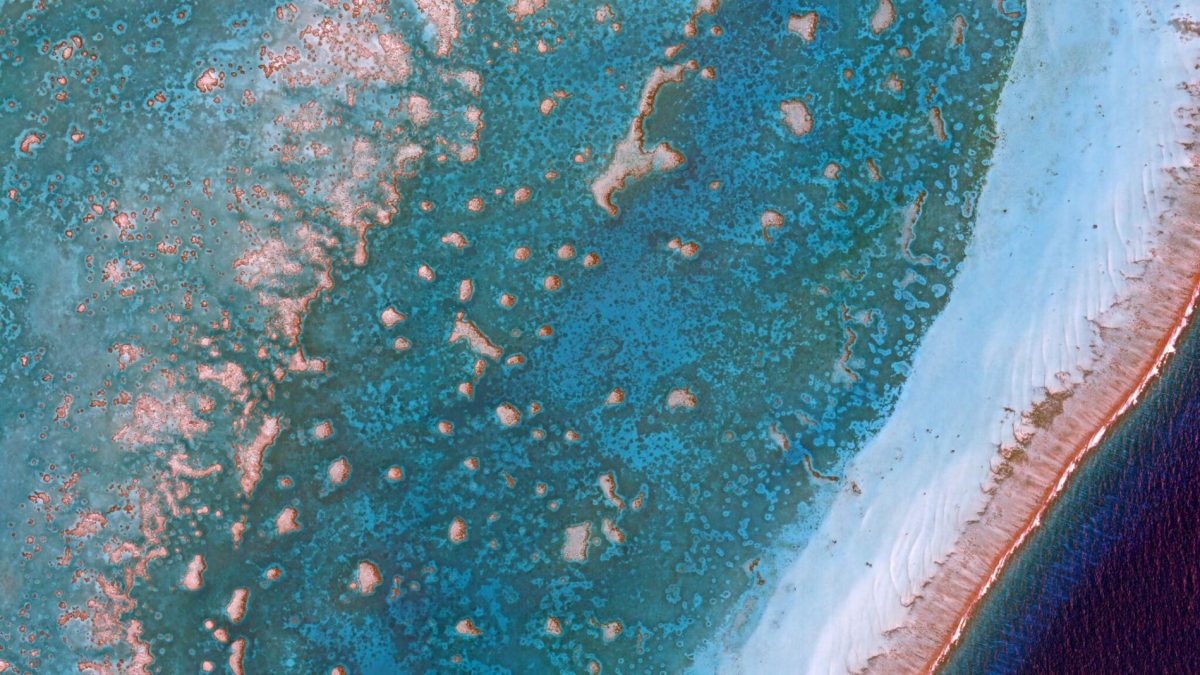 Know how Allen Coral Atlas can help protect coral reefs