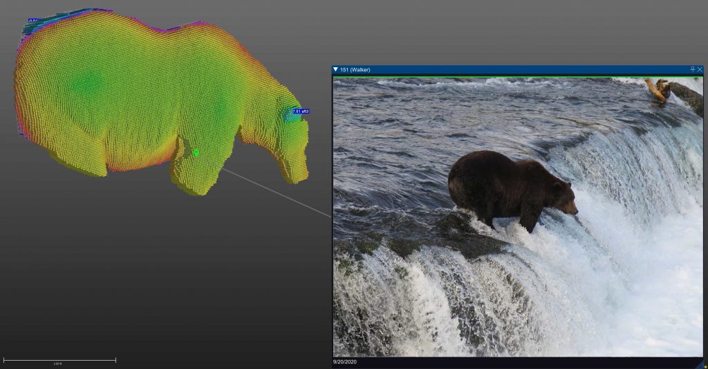 Scanning Bears: Who is the fattest of ’em all? - Geospatial World