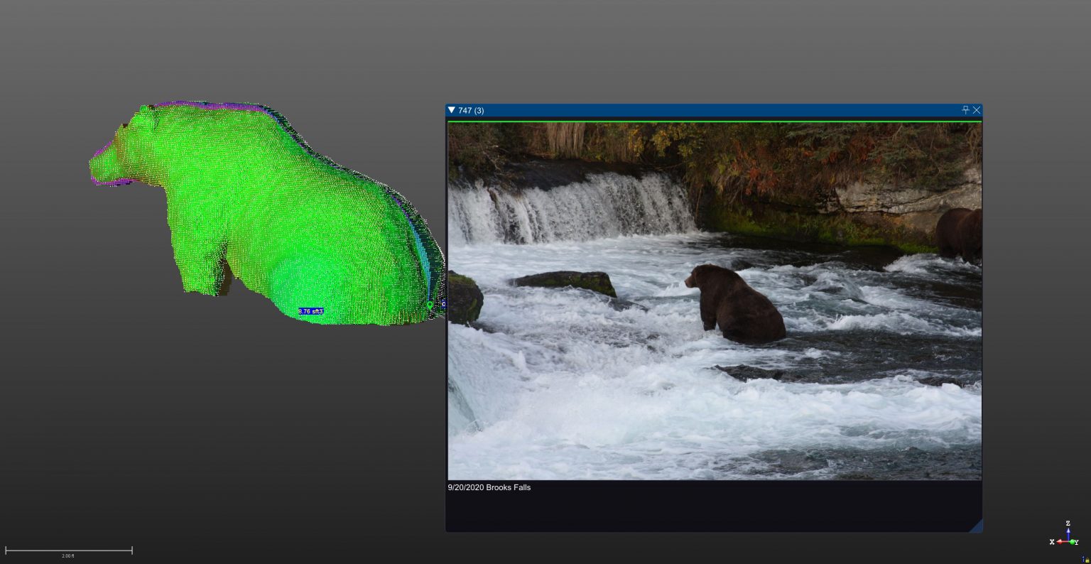 Scanning Bears: Who is the fattest of ’em all? - Geospatial World