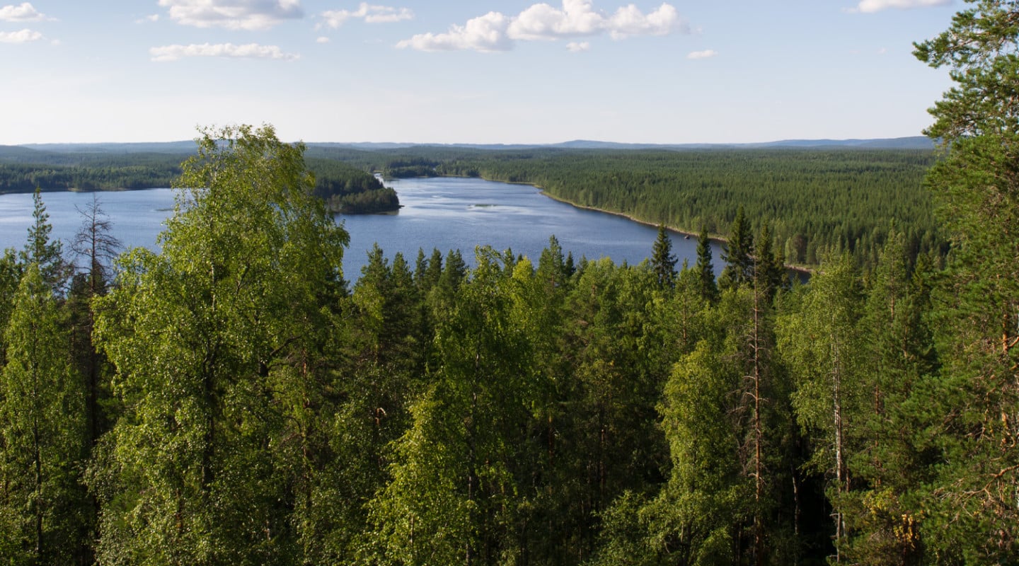 UEF Secures 0.5Mn of Horizon Europe Funding for SingleTree Project